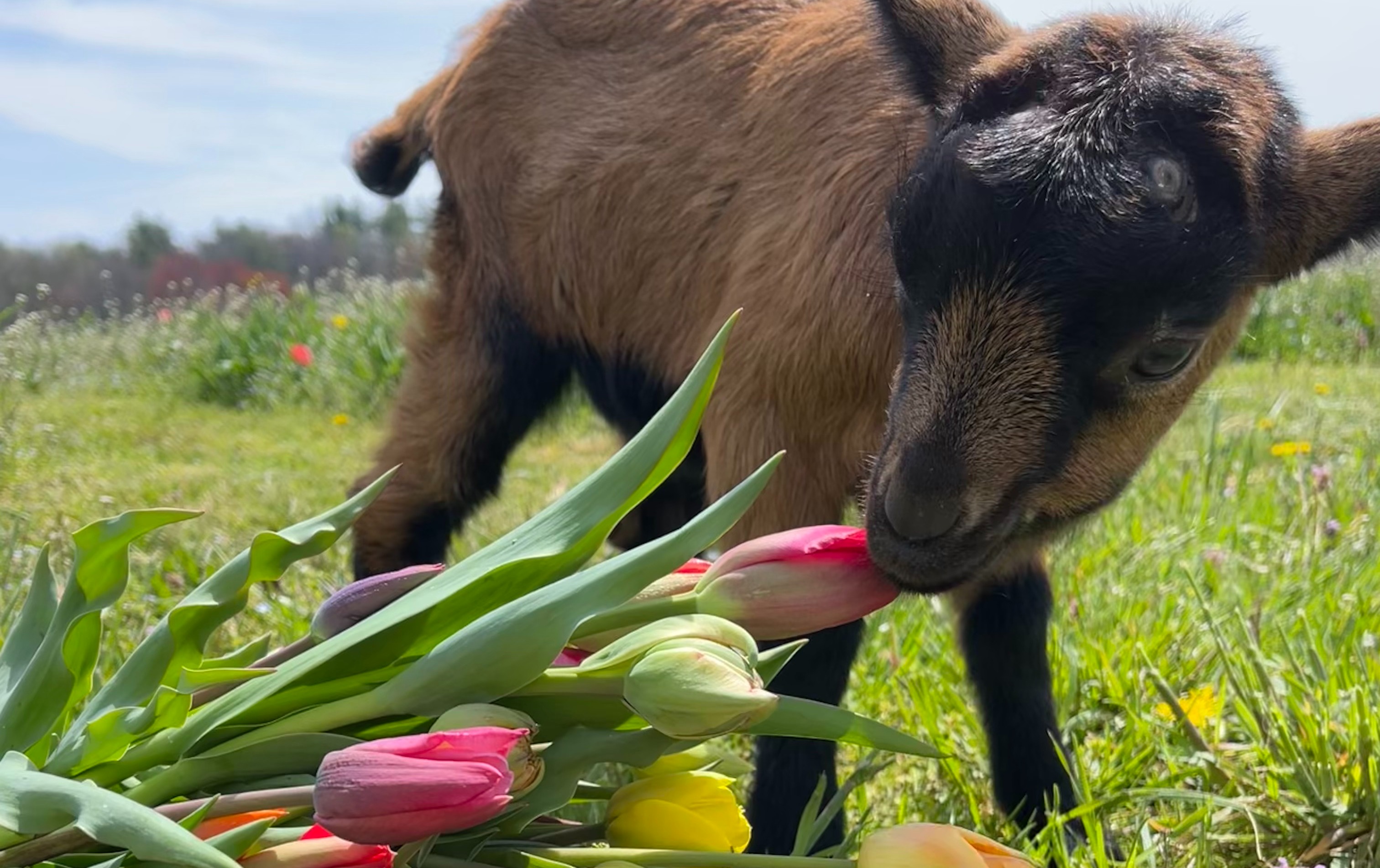 Spring on the Farm 2025 Tickets | Fields Of Adventure