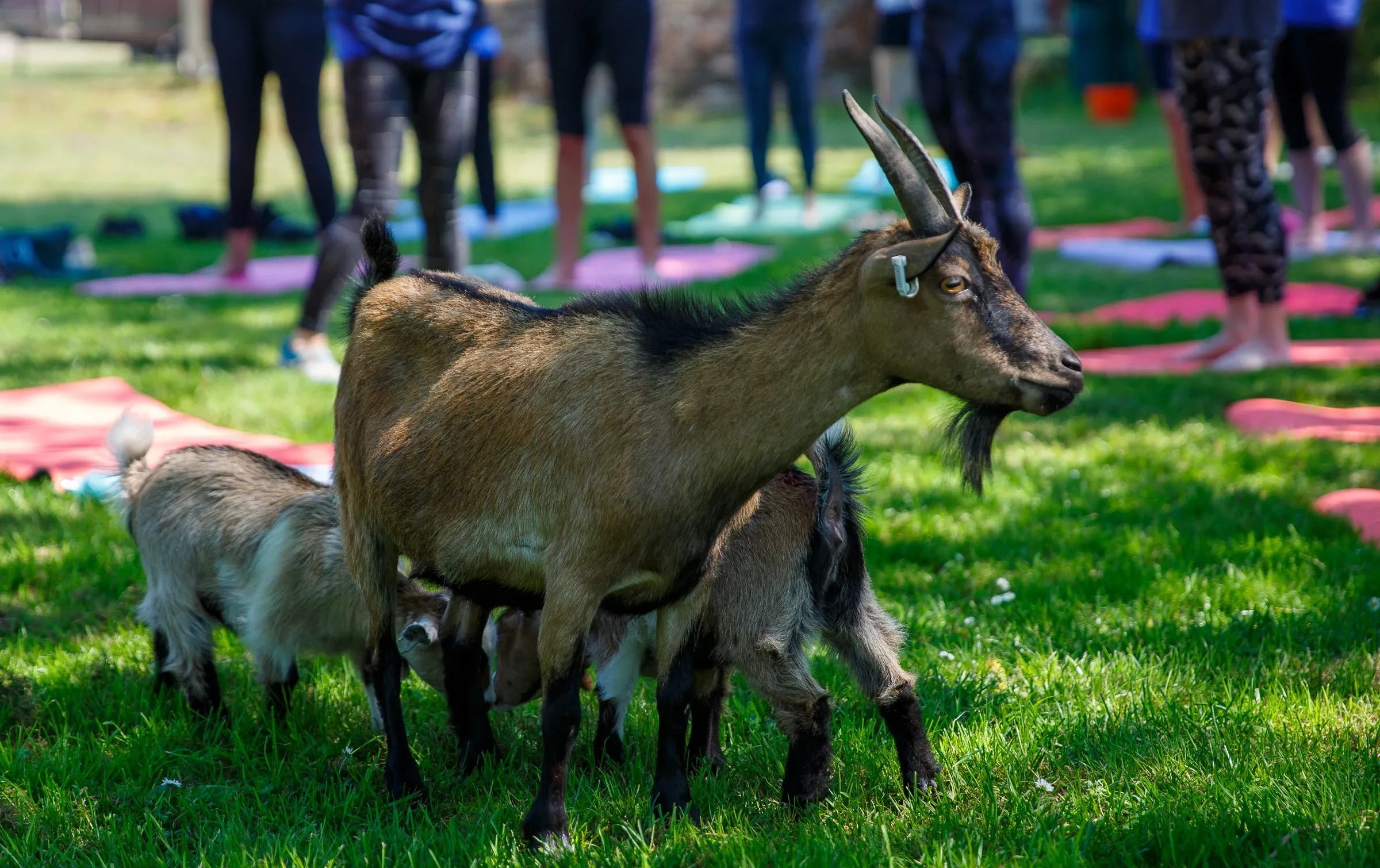 Yoga with Goats Tickets | DM Yoga