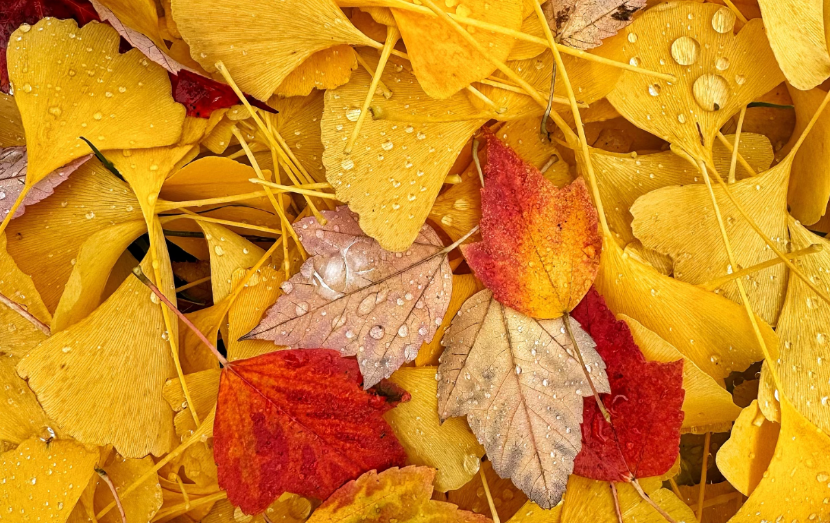 FALL FOLIAGE iPHONE PHOTOGRAPHY WORKSHOP WITH MIKE CAPLAN Tickets ...