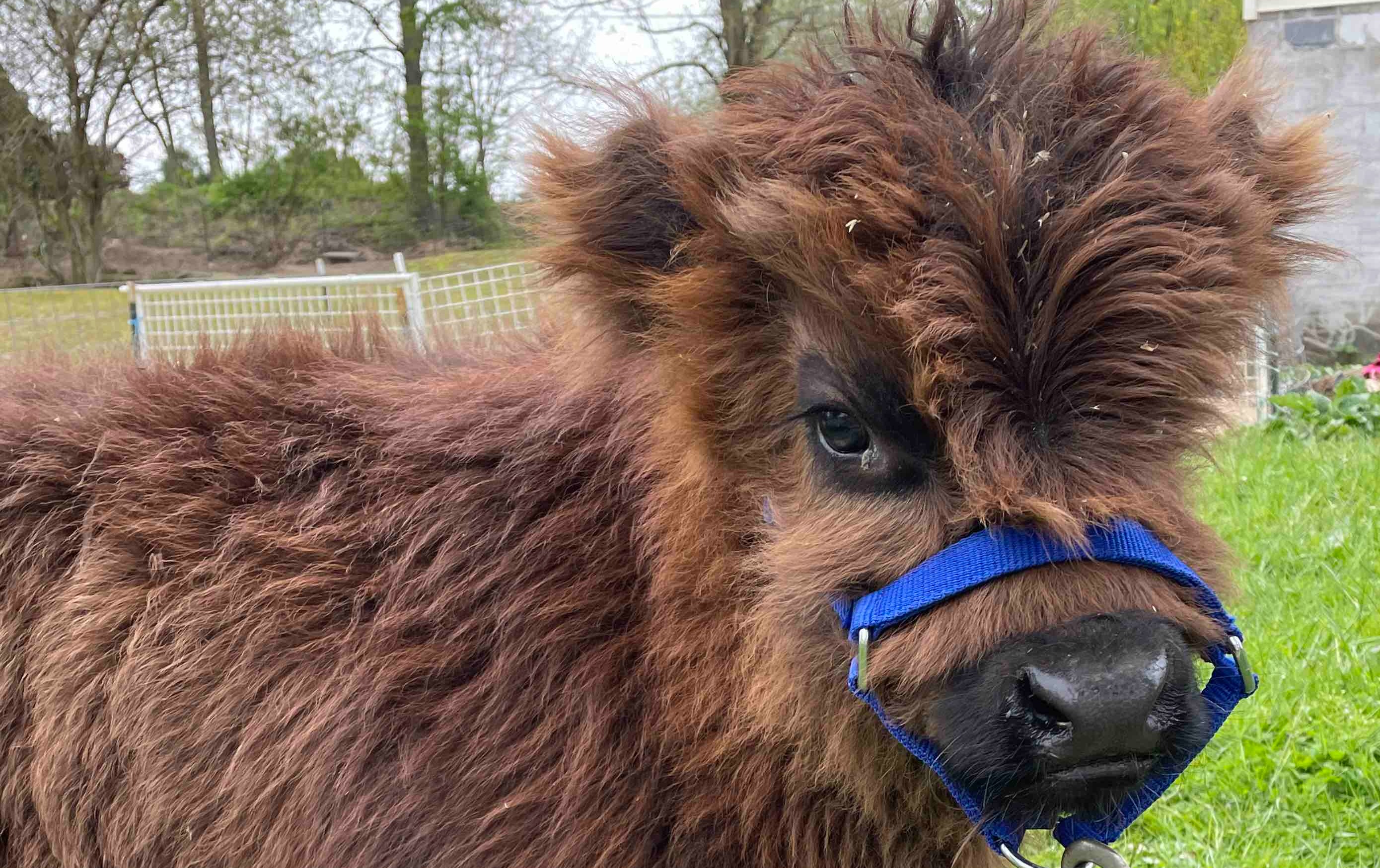 Cow Cuddling on the farm Tickets | Sager Farms