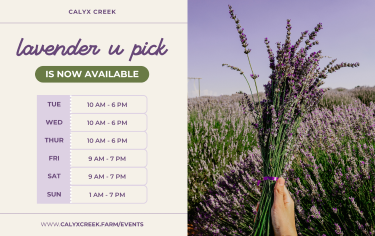 Lavender U-pick Available now! Tickets | Calyx Creek
