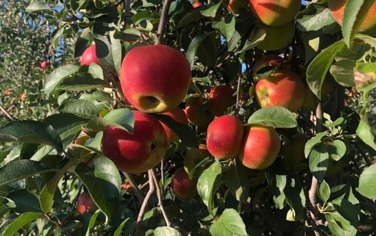 2023 Apple Wristband (Sunday 10/15 only - must be in orchard by 2pm ...