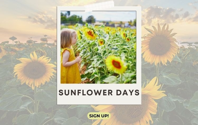 Sunflower Day Tickets | Gather Mountain Blooms