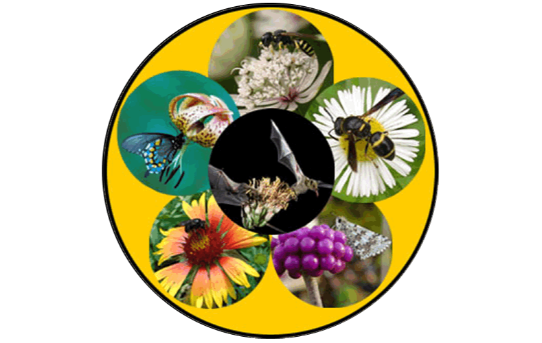 To BEE Or Not To BEE: All About POLLINATORS - Archived Tickets ...