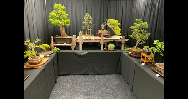 Cape Fear Bonsai Exhibit Tickets | Cape Fear Bonsai Society, Inc