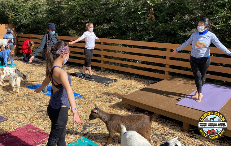 Goat Yoga
