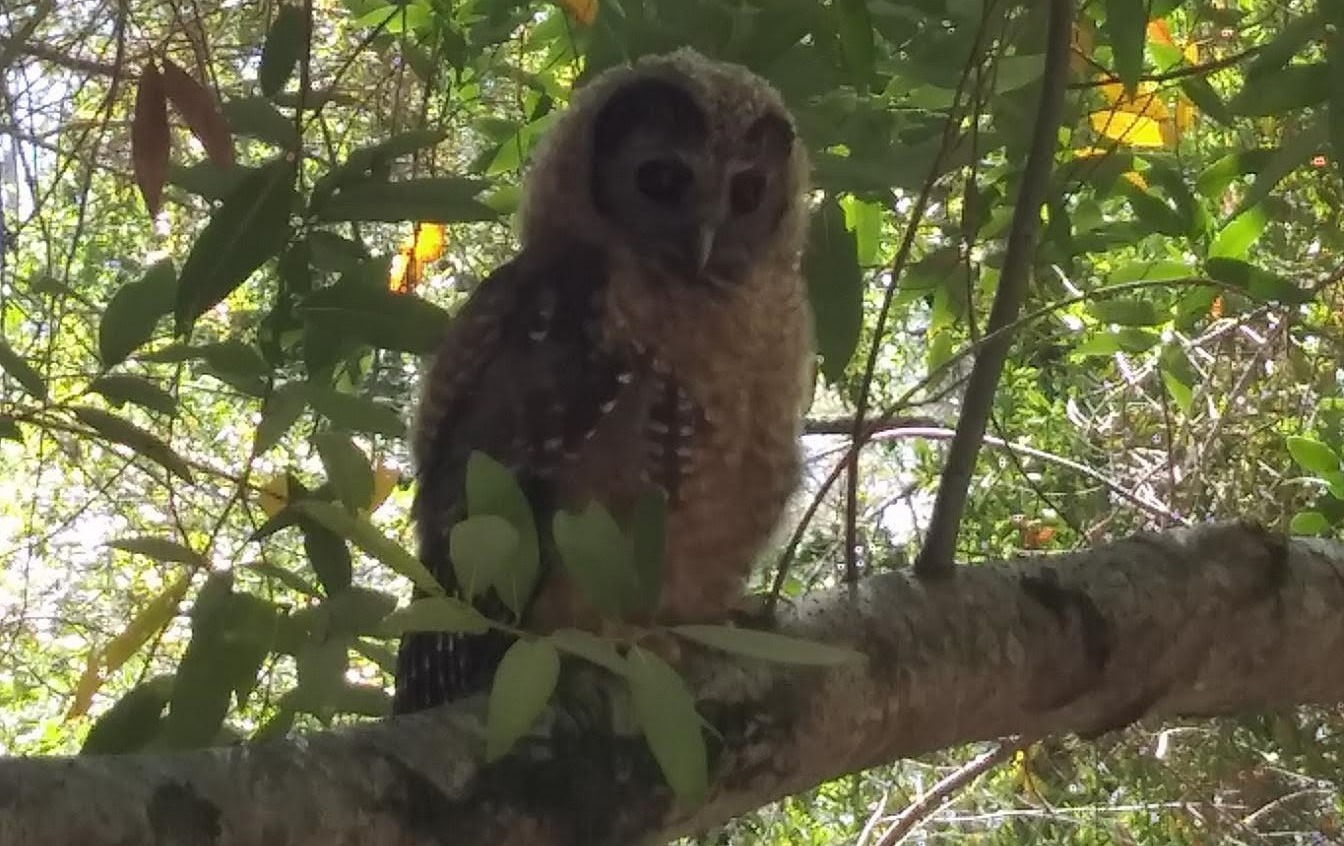 Owl Ears Hike Tickets | Sugarloaf Events - SimpleTix
