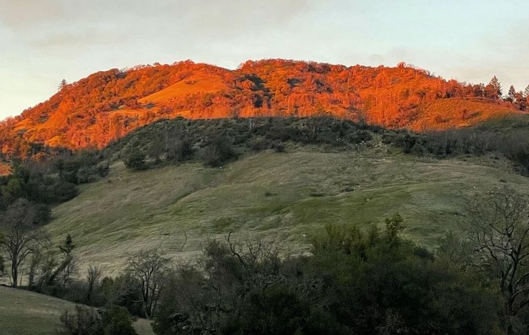 Sugarloaf Fire: Devastation, Recovery, Renewal & Late Summer ...