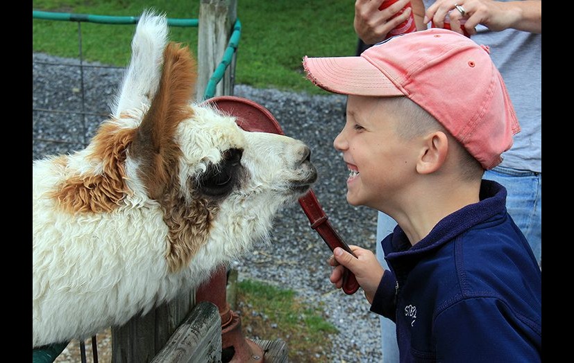 Childrens Farm 2025 Tickets | Davis Farmland