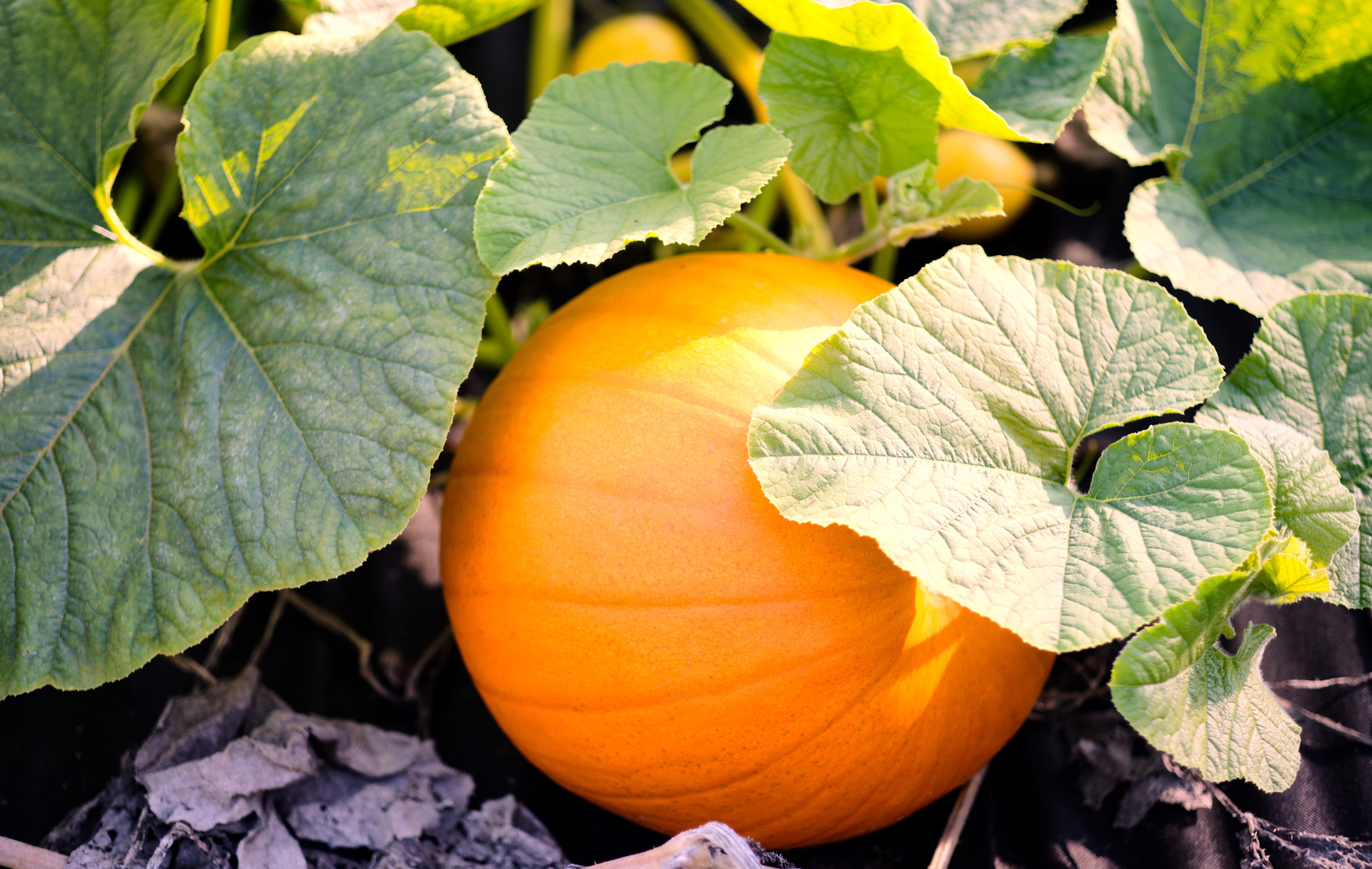 Pumpkin Patch Tours at Family Farm B&B - Oct 13,2024 Tickets | Family ...