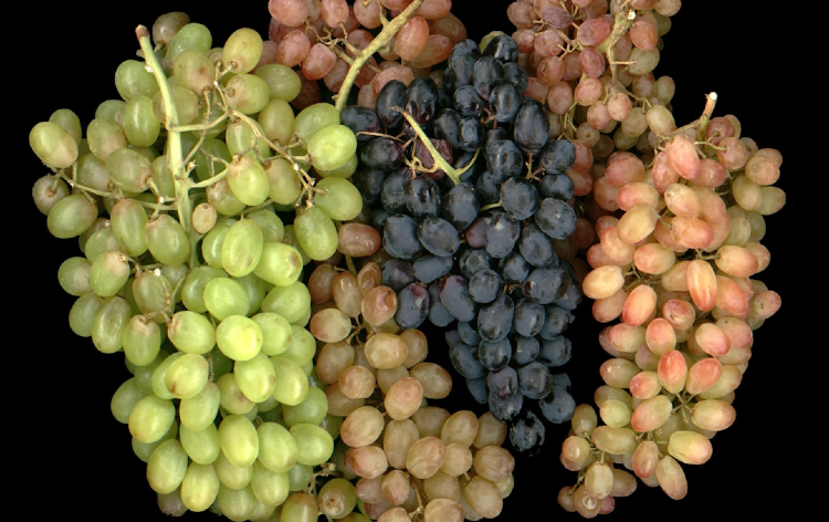 Grapetoberfest SUNDAY October 12 Grape Stomping Tickets | Salted Vines ...