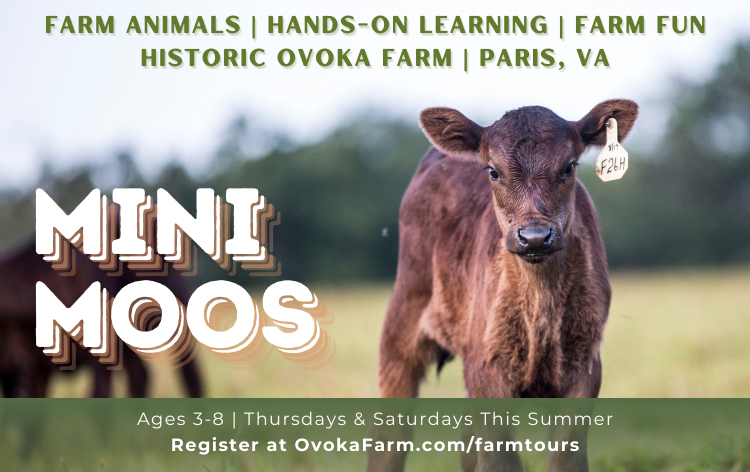 Mini Moos Farm Tour Tickets | Ovoka Farm