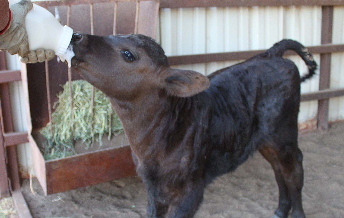 Ovoka Farm Mini-Moo Tours For Our Future Wranglers (6 & Up) Tickets ...