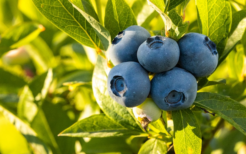 Blueberry Festival 2025 Tickets | Liberty Ridge Farm