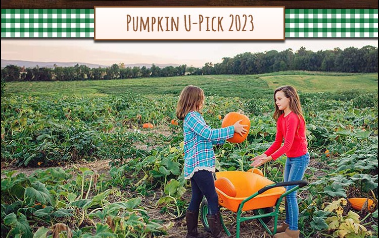 2024 U-Pick Pumpkin Reservations | Wayside Farm Fun Tickets | Wayside ...
