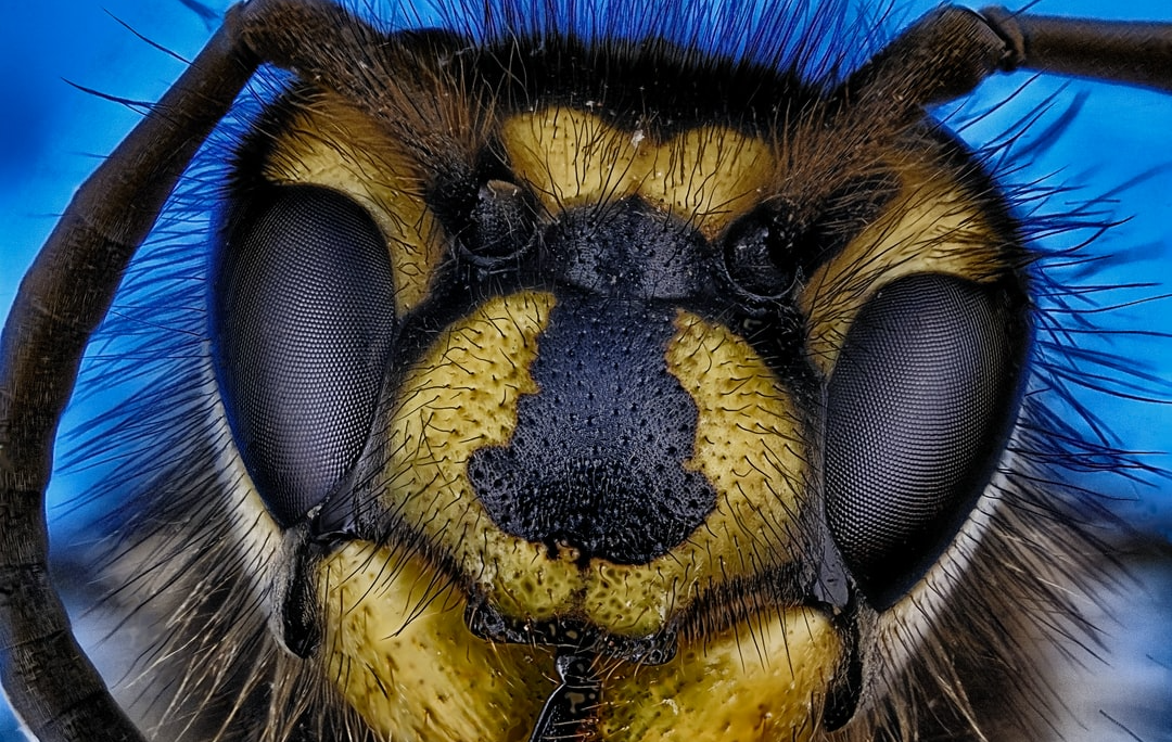 Super Insects! Tickets | Basecamp Hybrid School LLC