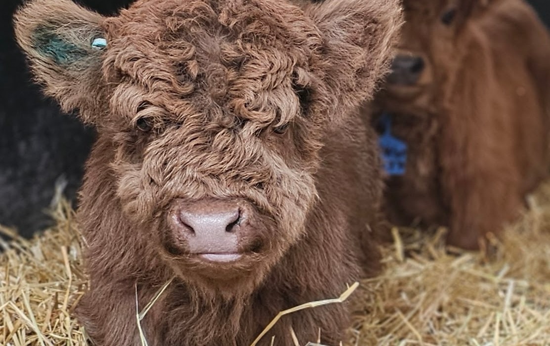 2025 SPRING on the Farm - Day Pass Tickets | Calgary Farmyard