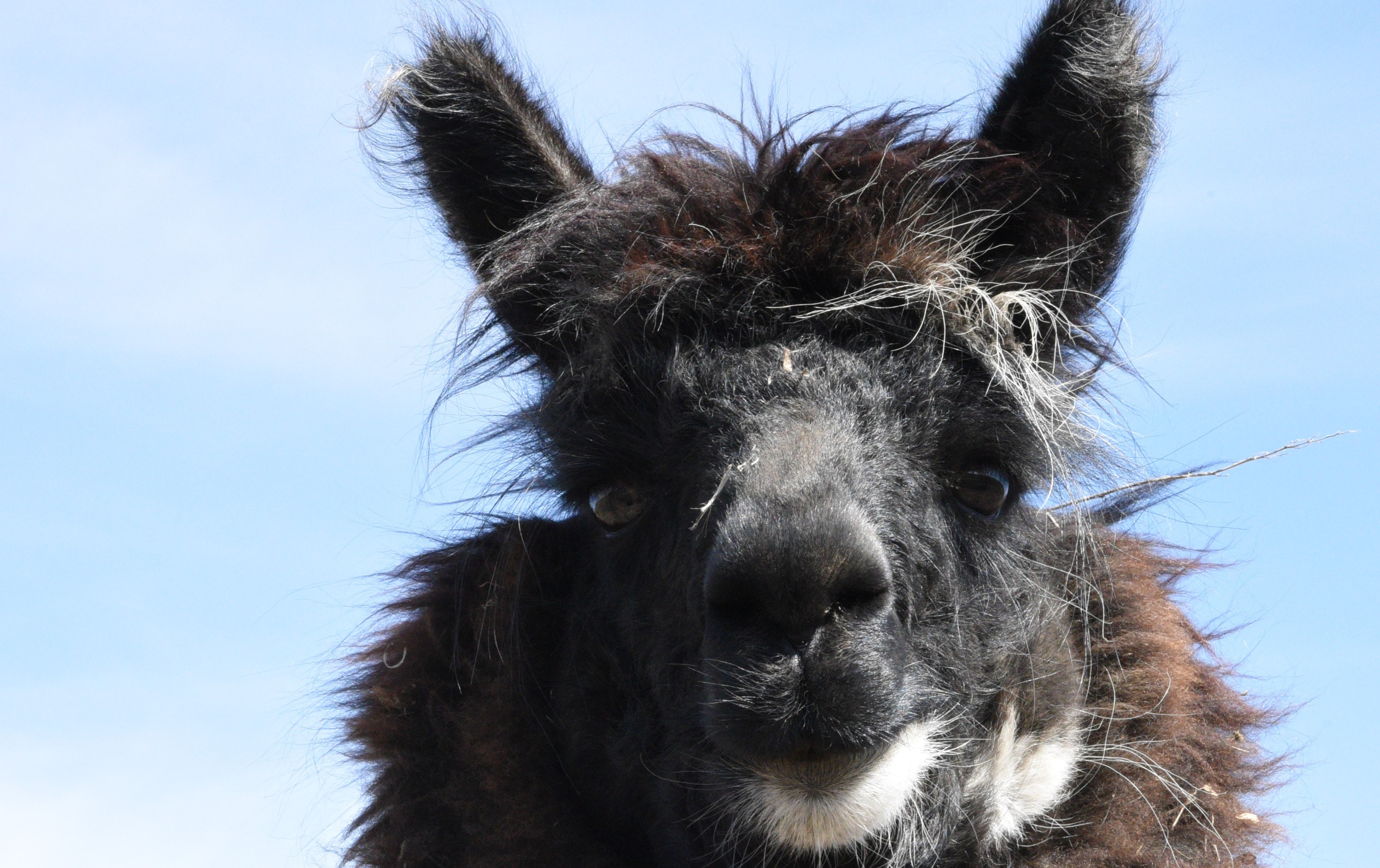 Summer on the Farm 2024 - Open Fri, Sat, Sun Tickets | Calgary Farmyard