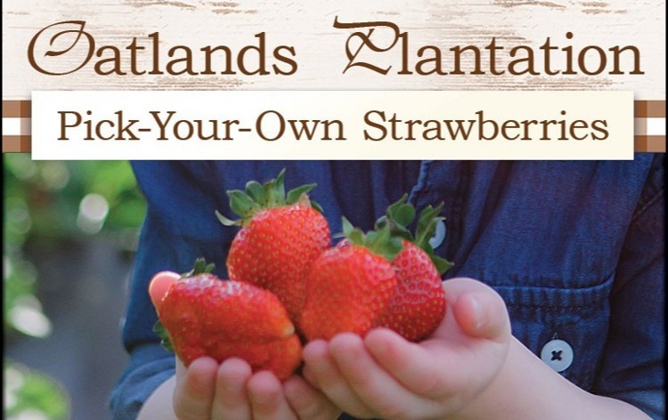 June 2 | Oatlands 2026 Strawberry U-Pick Reservation Tickets | Wegmeyer ...