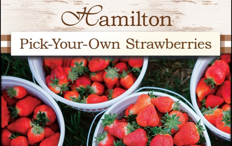 May 9 | Hamilton 2025 Strawberry U-Pick Reservation Tickets | Wegmeyer Farms