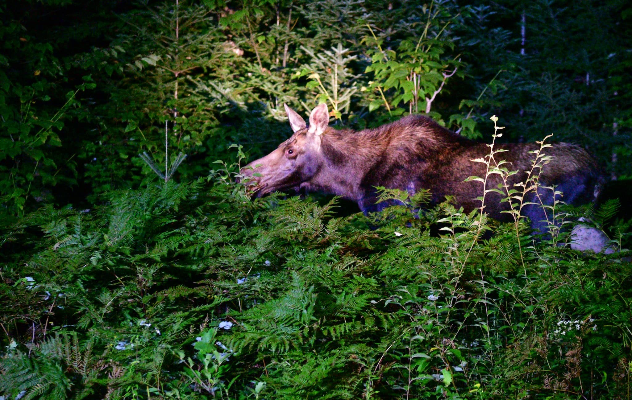 Moose Tour (3-4 hours) 2024 Tickets | Gorham, NH Parks and Recreation