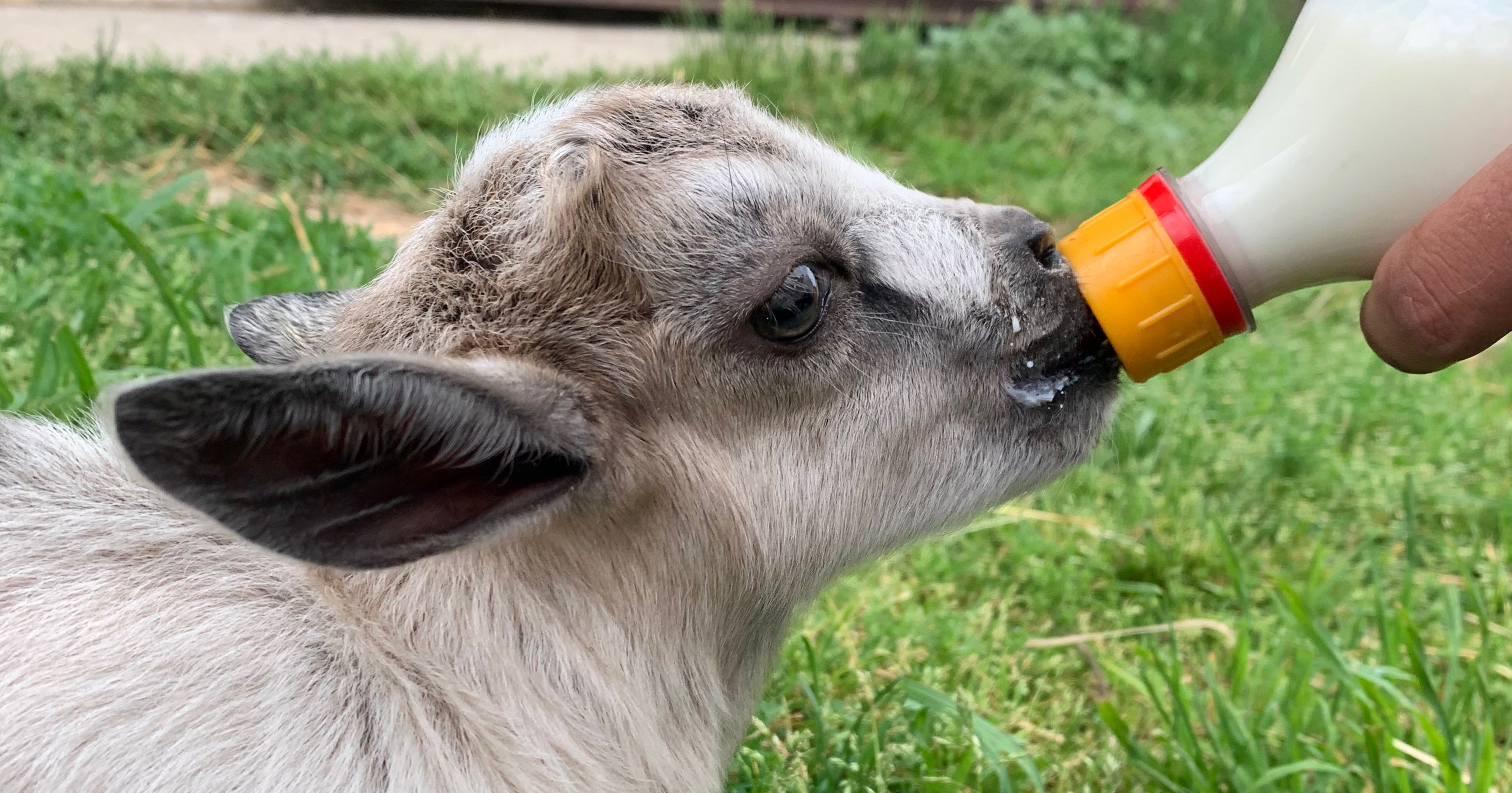 Private Animal Encounter ADD ON - Bottle Feeding Tickets | Red Barn Market