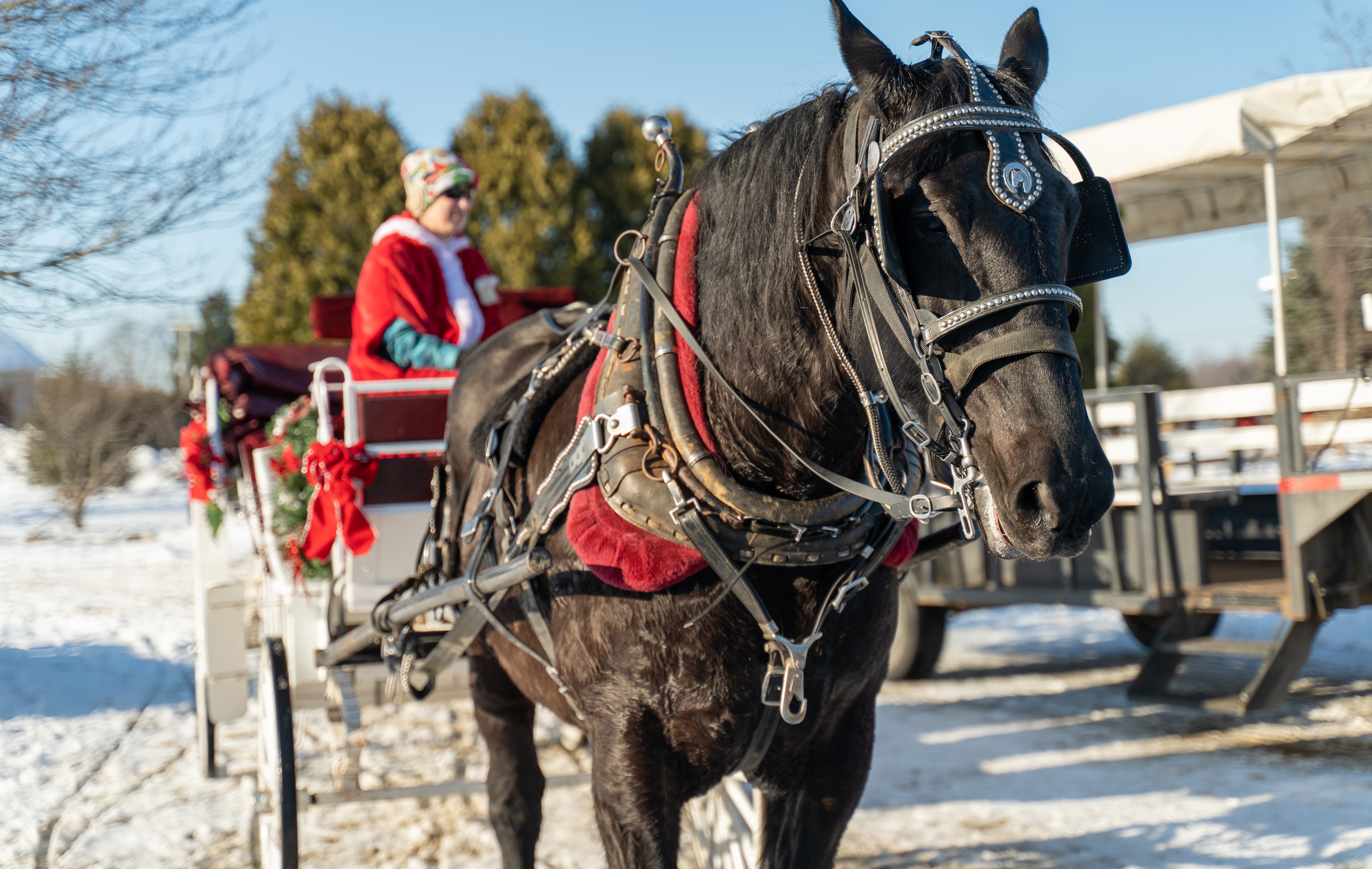 2025 Christmas Horse-Drawn Sleigh, Wagon & Carriage Rides Tickets ...