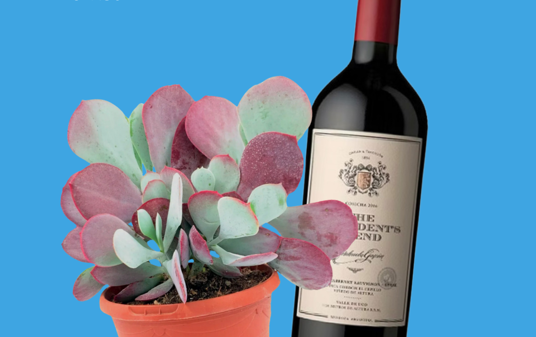 Wine and Succulents Workshop Tickets | Banana Block