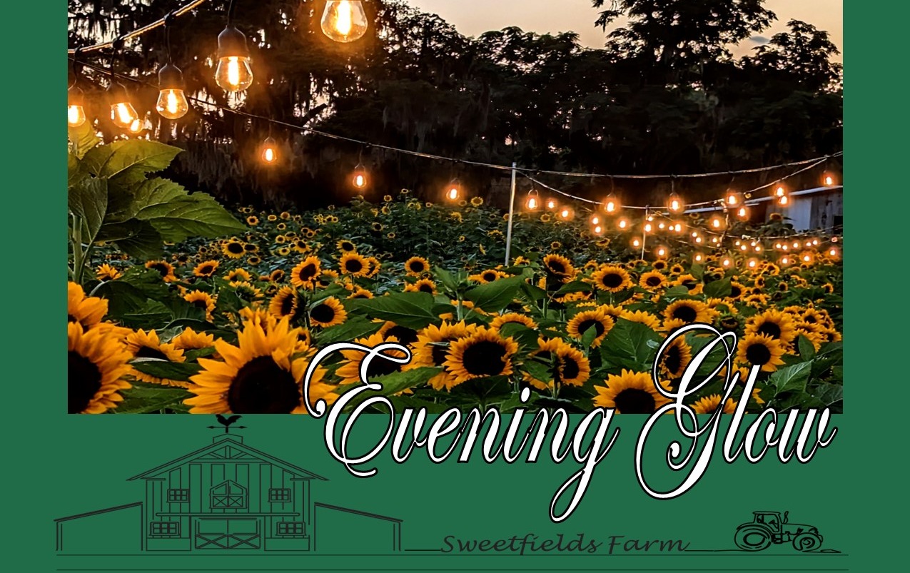 Sunflower Evening Glow In The Flowers At Sweetfields Farm - Archived ...