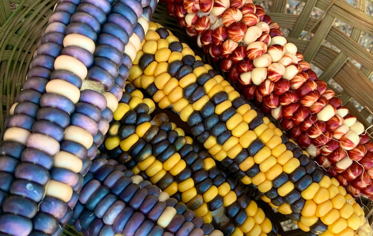 Corn: A Cross-Cultural Celebration Tickets | Chow Chow: An Asheville ...
