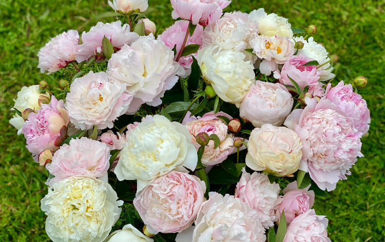 Spring Flowers and Peony Picking / Tuesday 19th Nov Tickets | Earthenry ...