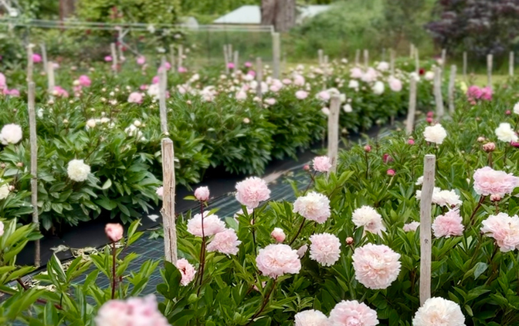 Spring Flowers and Peony Picking / Saturday 30th Nov Tickets ...