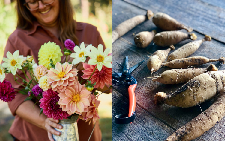 Dahlias - Grow, Care and Divide Tickets | Earthenry Flower Farm