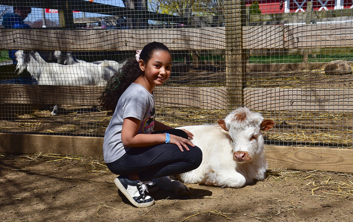 Mini Highland Cow Encounter Tickets | Harbes Family Farms