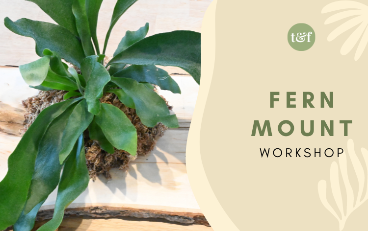 Fern Mount Workshop Tickets | Twigs & Figs