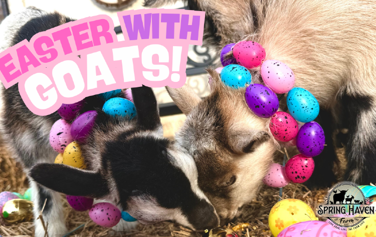 Easter with goats Tickets | Spring Haven Farm