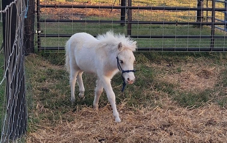 Kids Pet & Paint with Shadow, Our Palomino Pinto Pony Tickets | Agape Farm of Watha