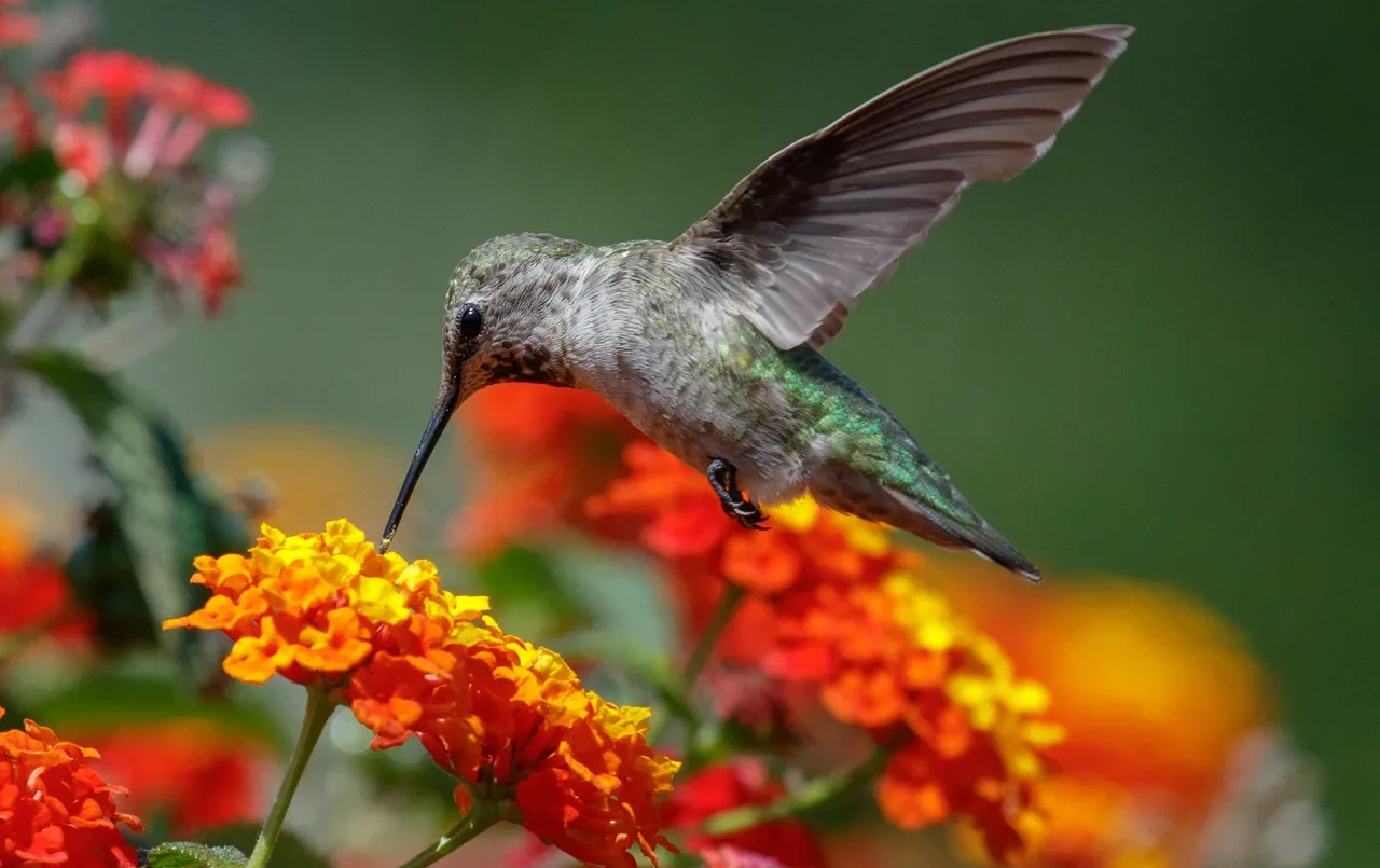 Pollinators, Pests & Plants Tickets | The Gardens of Southeastern NC