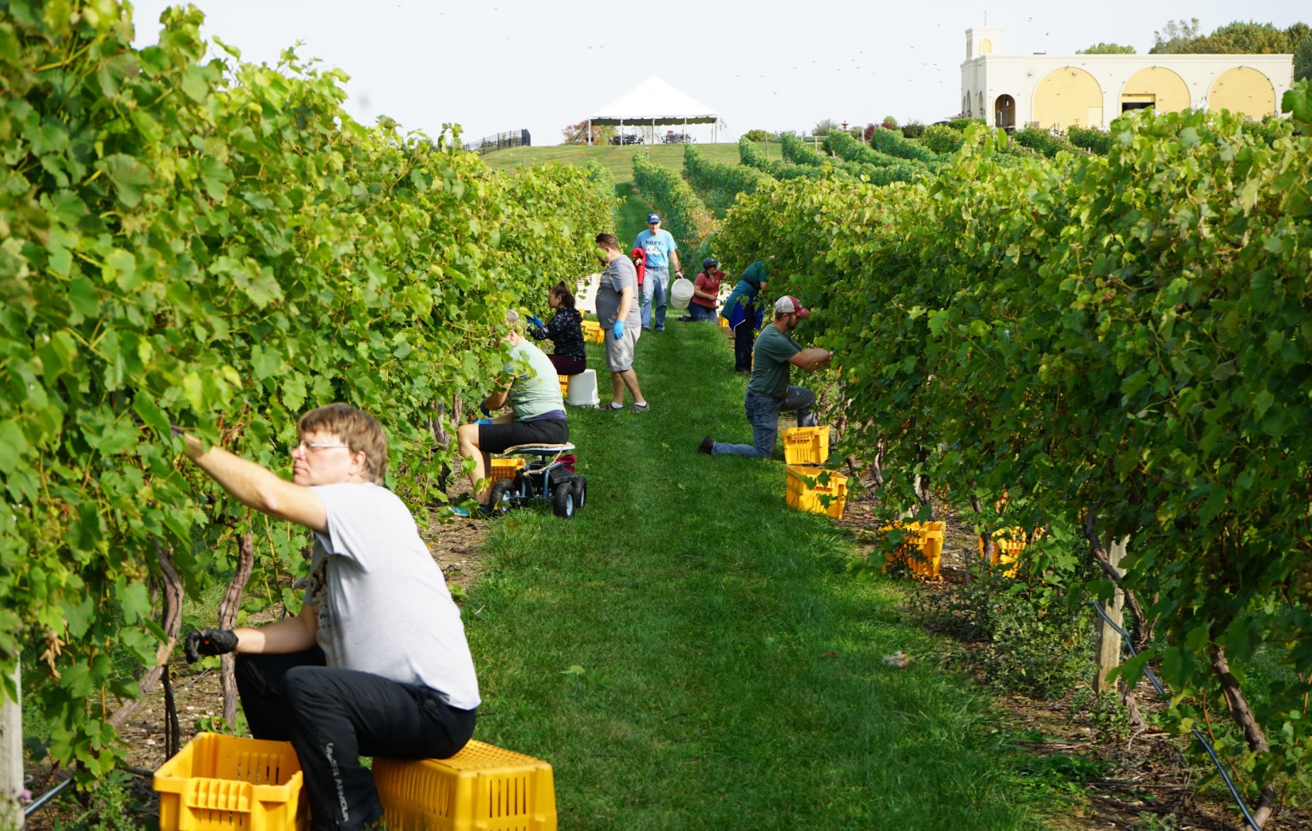 Parallel 44 2025 Grape Harvest Tickets | Parallel 44 Vineyard & Winery