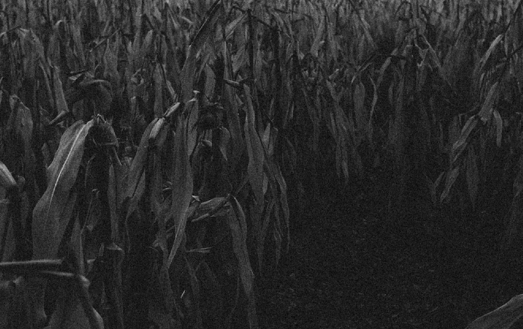 Trail of Terror at Marston Farm Corn Maze Tickets | Marston Market LLC.