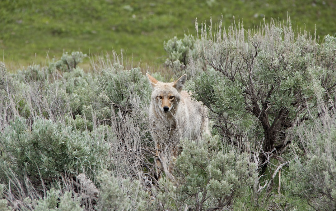 The Fauna of Mt. Rose Tickets | Galena Creek Visitor Center, GBI
