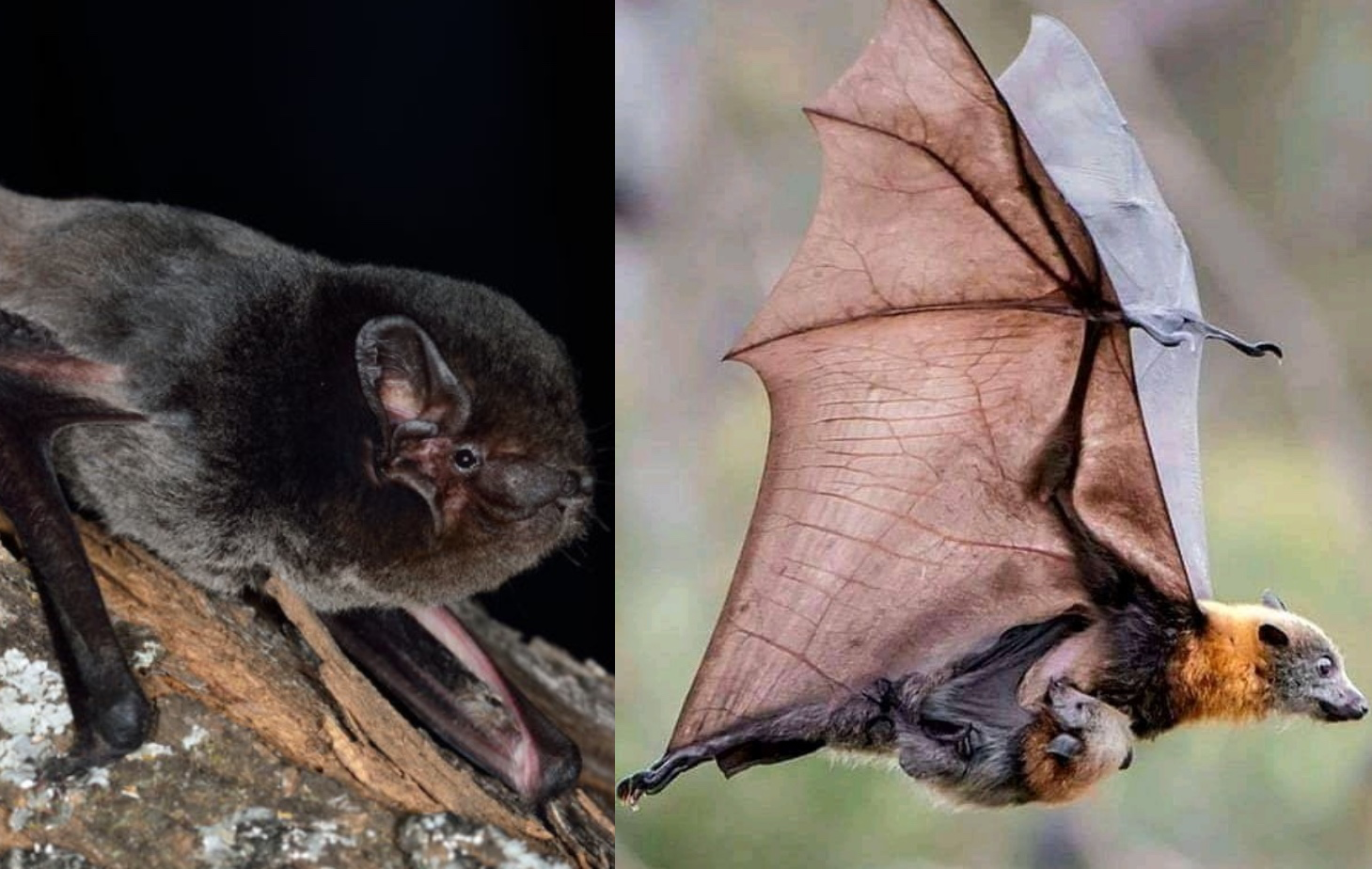 Introduction to Flying-foxes & Microbats 29/06/24 Tickets | Fauna Rescue SA