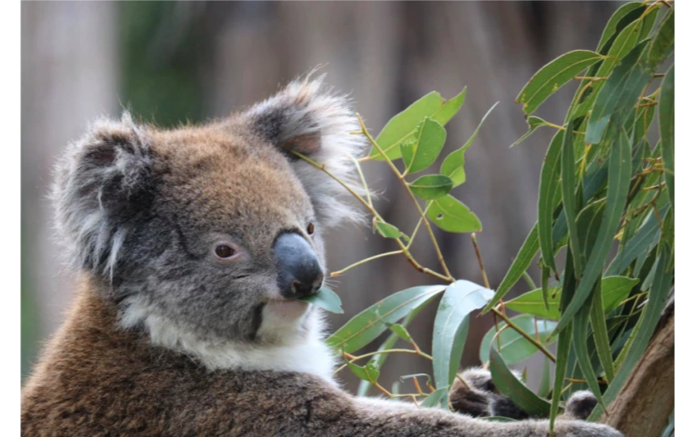 Koala Workshop - Introduction & How to Rescue 02/06/24 Tickets | Fauna ...
