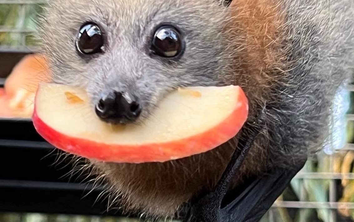 Advanced Flying-fox Hand-rearing and Rescue Workshop Tickets | Fauna ...