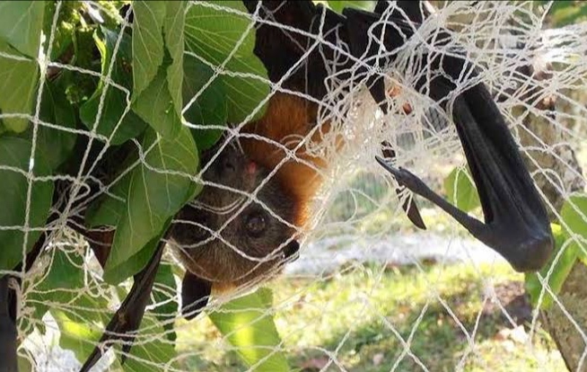 Flying-fox Rescue Training 30/8/25 Tickets | Fauna Rescue SA