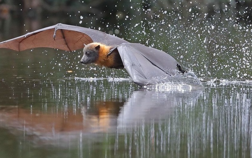 Flying-fox Heat Stress Event Training 25/10/25 Tickets | Fauna Rescue SA