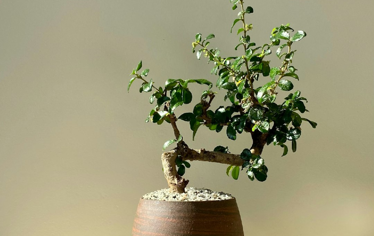 Bonsai Grow Box Tickets | MN Tool Library