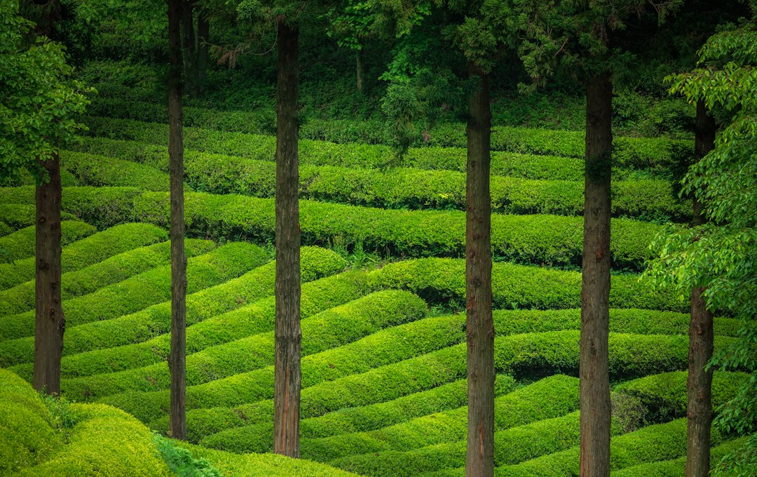 The Garden of Forking Paths | Los Angeles Tickets | Musica Angelica