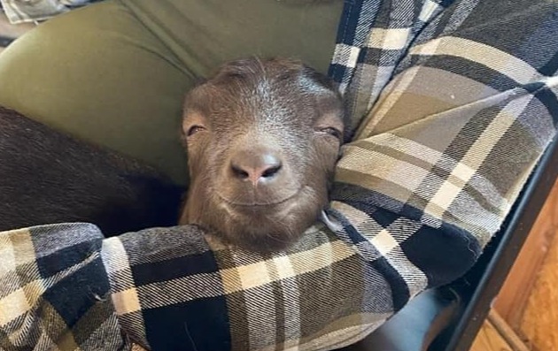 Goats and Beer - Anthem Brewing Fall Festivities Tickets | The Bearded ...