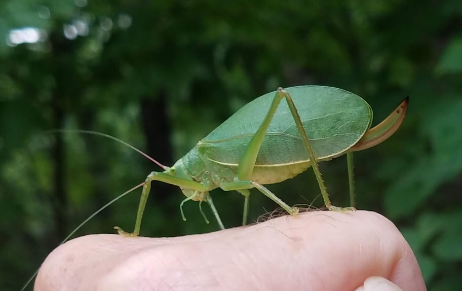 Songs of Summer Insects With Stephen Lyn Bales Tickets | UT Arboretum